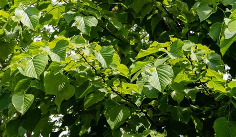 Identifying American Basswood Trees