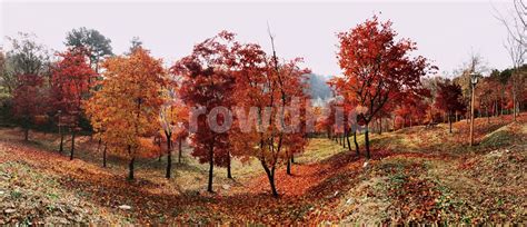 가을 단풍 파노라마 빨간색 붉은 사진이미지일러스트캘리그라피 Ndonggun0425작가