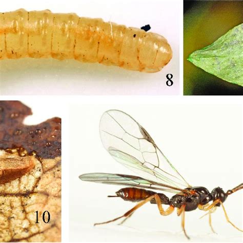 Charles Eiseman Msc Botany Field Naturalist Research Profile