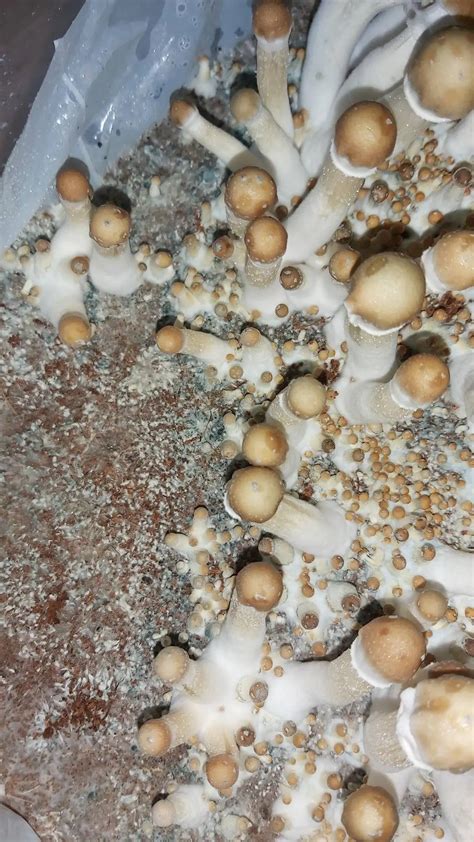 Bruising Or Trich 😳 Scrolller