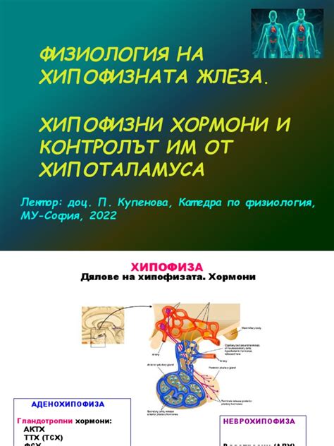 Хипофиза Хипофизни хормони и контролът им от хипоталамуса Pdf