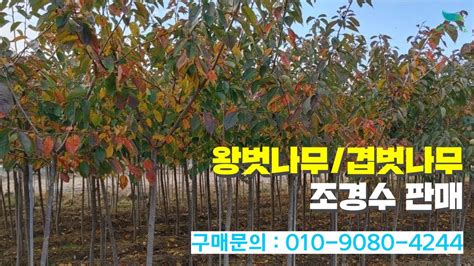 신바람 플랜트 협력농가 판매상품 나무장터com 왕벗나무겹벗나무 조경수 판매 Youtube