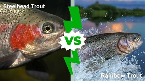 Lake Trout Vs Rainbow Trout Taste At Hayley Savige Blog