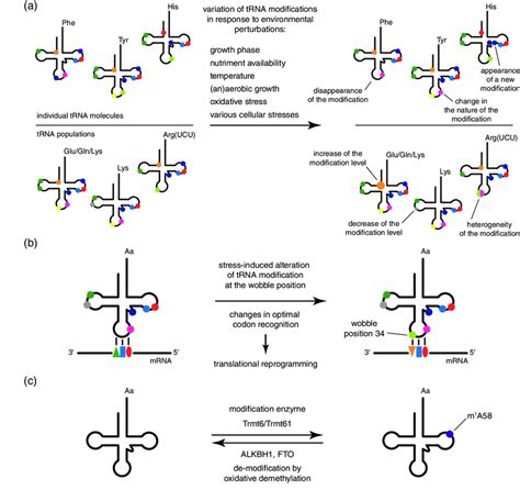 Complexity Of Trna Regulation Selective Trna Gene Expression In Human Maintains Trna Anticodon