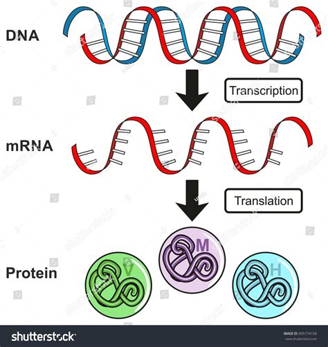 Dna Rna Strands Sequencing Over 301 Royalty Free Licensable Stock