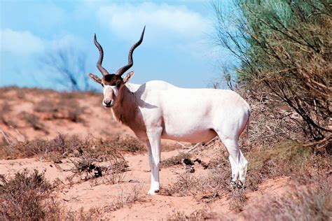 Souss Massa National Park Moroccos Untamed Coastal Gem
