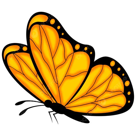 Beautiful Side Yellow Butterfly With Black Combination Color Side
