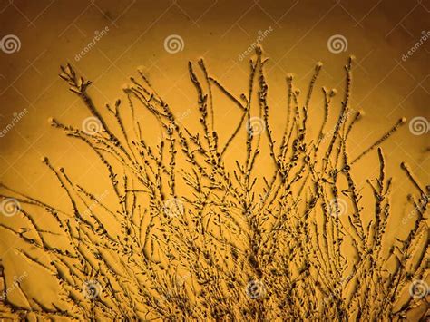 Dermatophyte Fungus Under The Microscope Stock Image Image Of Growing