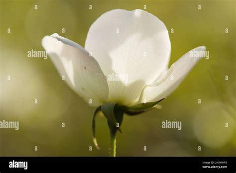 Close Up Of A Sunlit Hybrid White Flowering Rose Rosa Iceberg Also