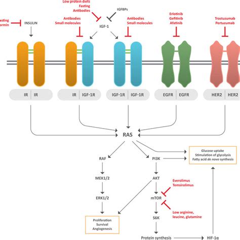 Connections Between Insulin Insulin Like Growth Factor 1 Signaling And Download Scientific