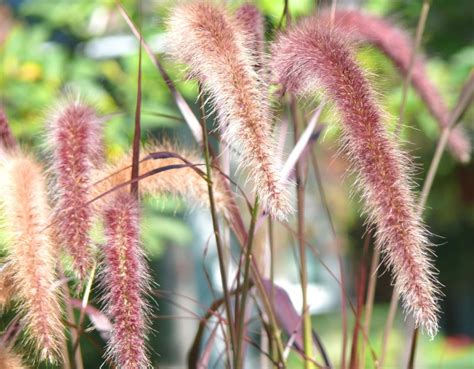Feathery Grasses Photo Mathilda Williams Photos At