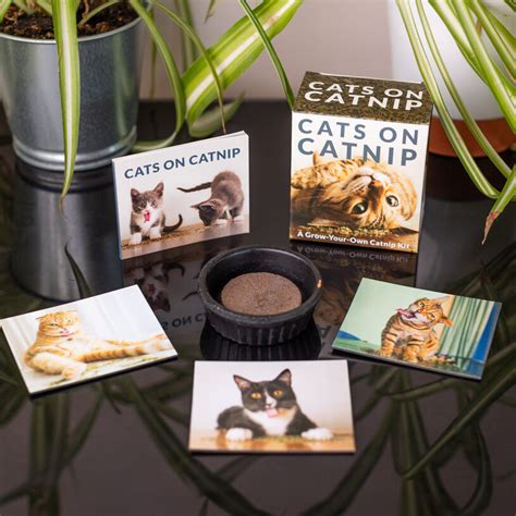 Grow Your Own Catnip Petagadget