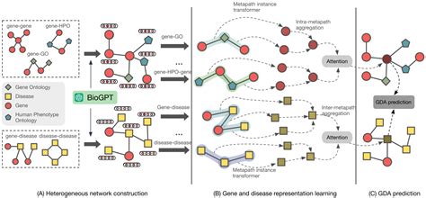 논문 리뷰 Comprehensive Metapath based Heterogeneous Graph Transformer for Gene Disease