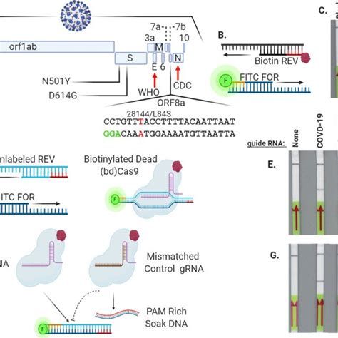 Recombinase Polymerase Amplification Rpa And Nucleic Acid Detection Download Scientific