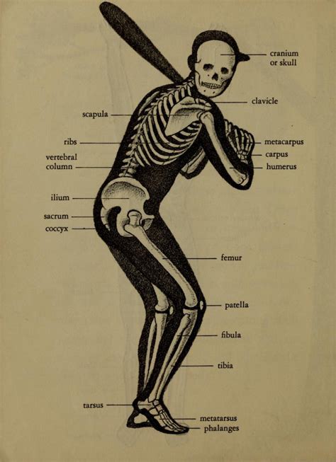 Nemfrog Bats Left Bones 1969