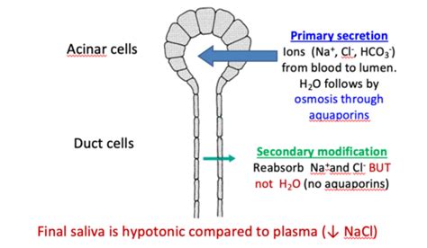 Biol21321 Functional Polarity Flashcards Quizlet