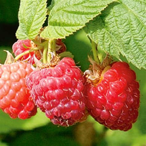 Encore Red Raspberry Plant Stark Bros