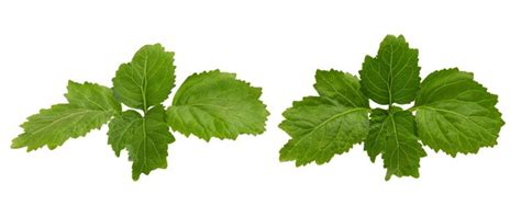 클리핑 패스와 함께 흰색 배경에 고립 패 출리 프리미엄 사진