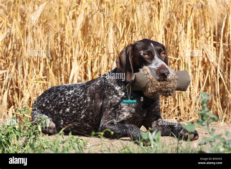 German Wirehaired Pointer Stock Photo Alamy