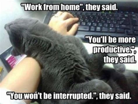 37 Funniest Work From Home Memes That Are So True In 2024