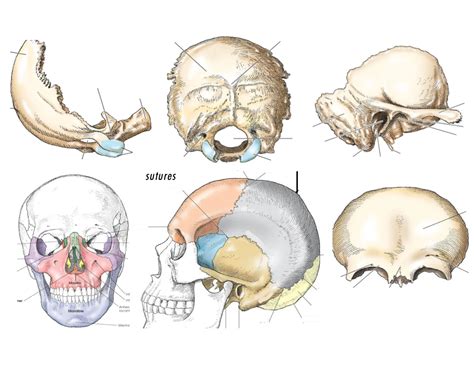 Occipital Temporal Face Sutures Frontal Bones Quiz
