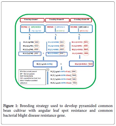 Advances In Crop Science And Technology Marker Assisted Pyramiding Resistance Genes Against