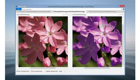 Araxis Merge Professional Edition 20251 Download Filecr