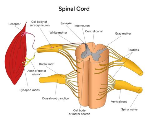 Premium Vector Cross Section Of Spinal Cord And Muscle Medical