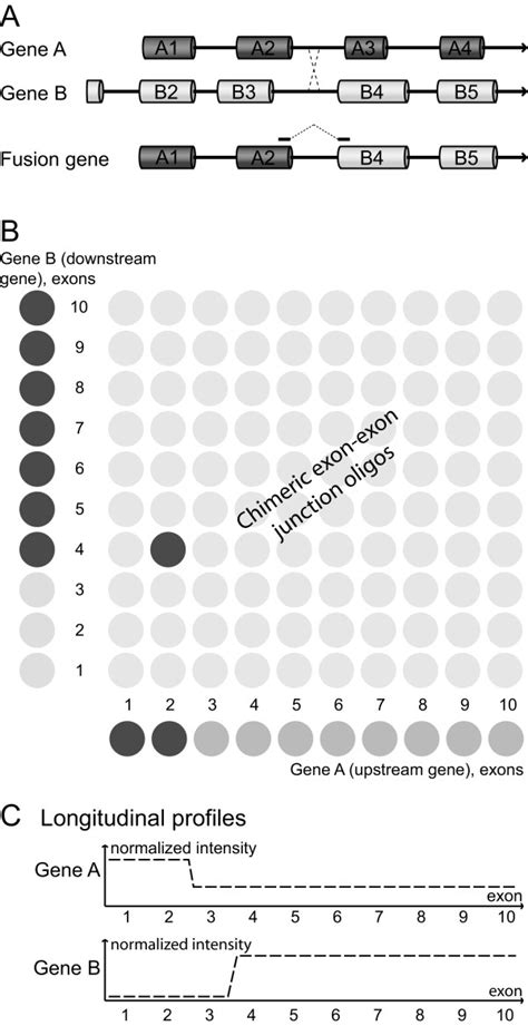 Microarray Data For A Positive Fusion Gene Hit A This Theoretical