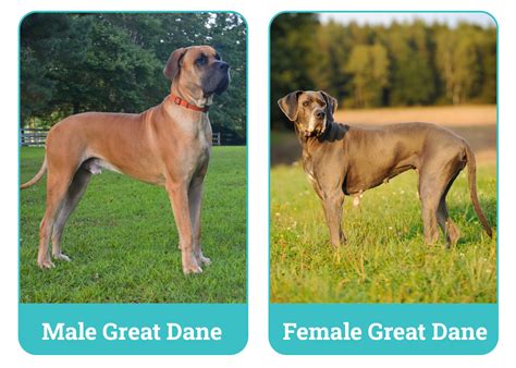 What Size Are Great Danes
