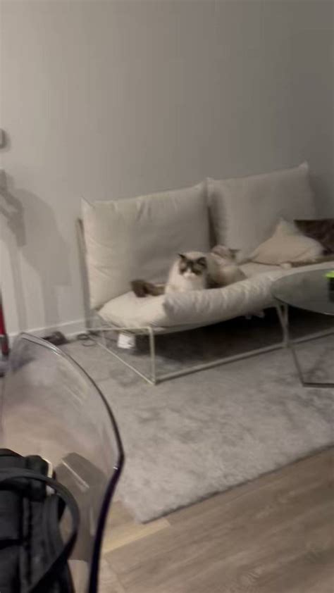 懒宝的猫 on Twitter 谁允许了谁同意了