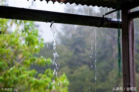 金菊豆詩歌細雨 每日頭條