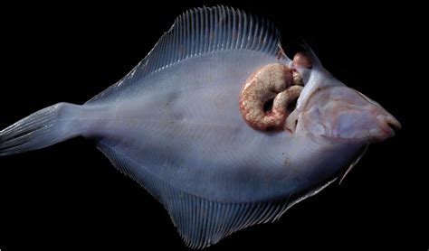 Parasitism Living At The Expense Of Others Thomson Environmental