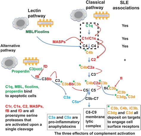 Frontiers C1 Complex An Adaptable Proteolytic Module For Complement And Non Complement Functions