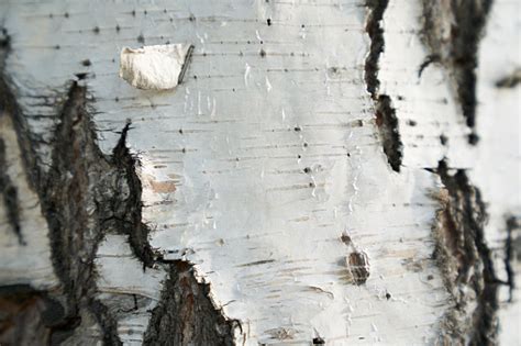 흑백 줄무늬와 금이 간 천연 자작 나무 질감의 프레임 복사할 수 있는 공간이 있는 자작나무 트렁크 0명에 대한 스톡 사진 및 기타 이미지 Istock