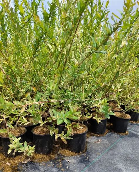 Японска пъстролистна върба Salix Integra Hakuro Nishiki Дворът БГ