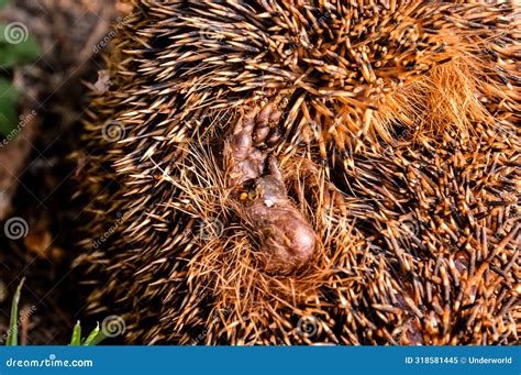 A Hedgehog Is Curled Up In A Ball With Its Feet Sticking Out Stock