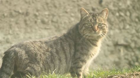 ტყის კატა Felis Silvestris Wildcat Youtube