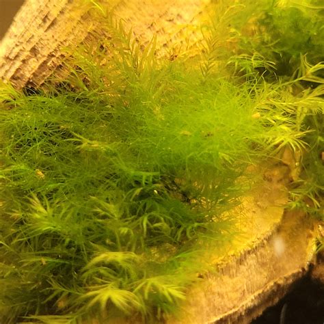 Is This A Type Of Moss If It Is What Is It More Info In Comments