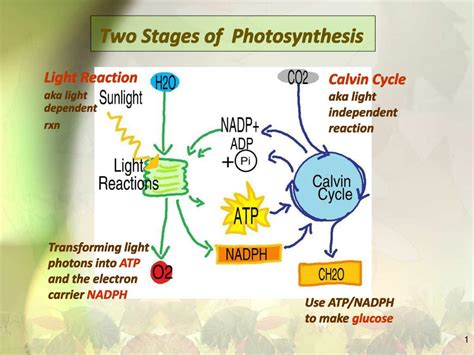 Flow Diagram Showing The Inputs And Outputs Of Photosynthesi