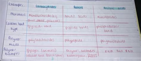 3 1 1 Monomers And Polymers Flashcards Quizlet
