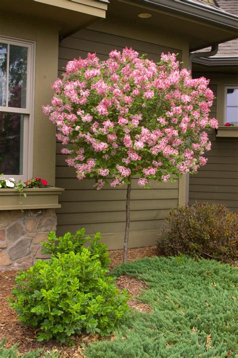 Lilac Varieties HGTV
