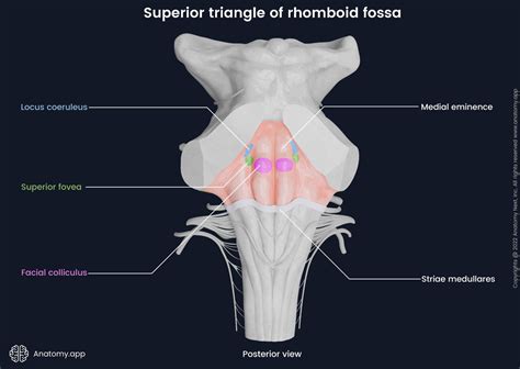 Superior Triangle Of Rhomboid Fossa Anatomy App