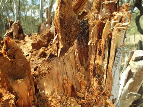 Signs Of Termites In Trees