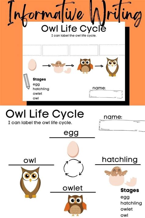 Owl Life Cycle Labeling And Writing Prompt With Leveled Lined Paper