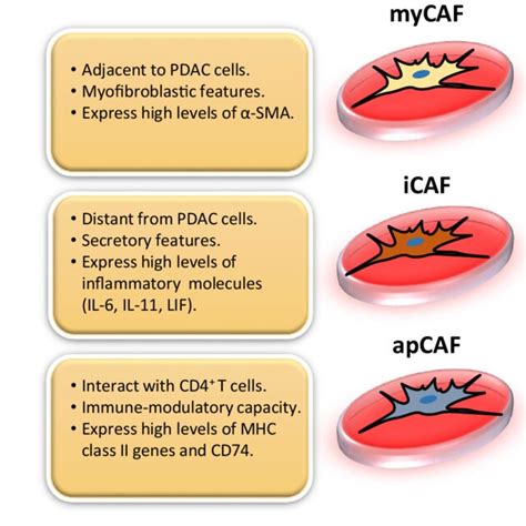 Caf Subtypes In Pdac Three Distinct Cancer Associated Fibroblast Caf