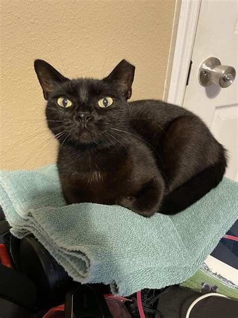 My Girl Ryder Rblackcats