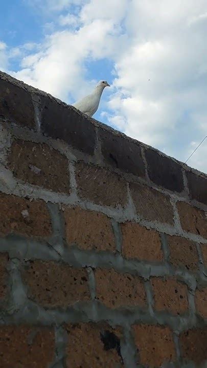 ԱՂԱՎՆԻ 🕊 ГОЛУБЬ Armenia Youtube