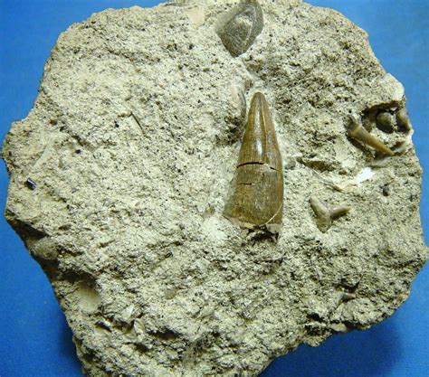 Diplocynodon Fossil Wiki Fandom Powered By Wikia