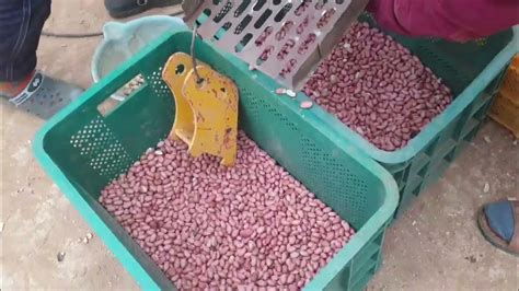 땅콩 기계화 땅콩 박피기껍질까는기계가성비와 투자비용 회수기간 Youtube